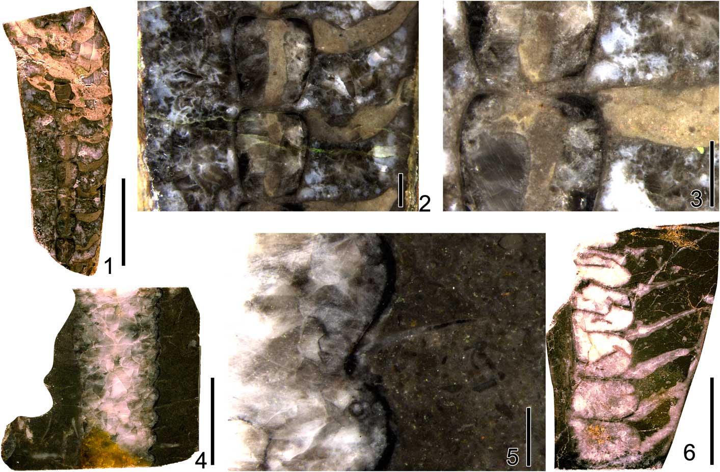 Middle Ordovician actinocerid nautiloids (Cephalopoda) from Xainza ...