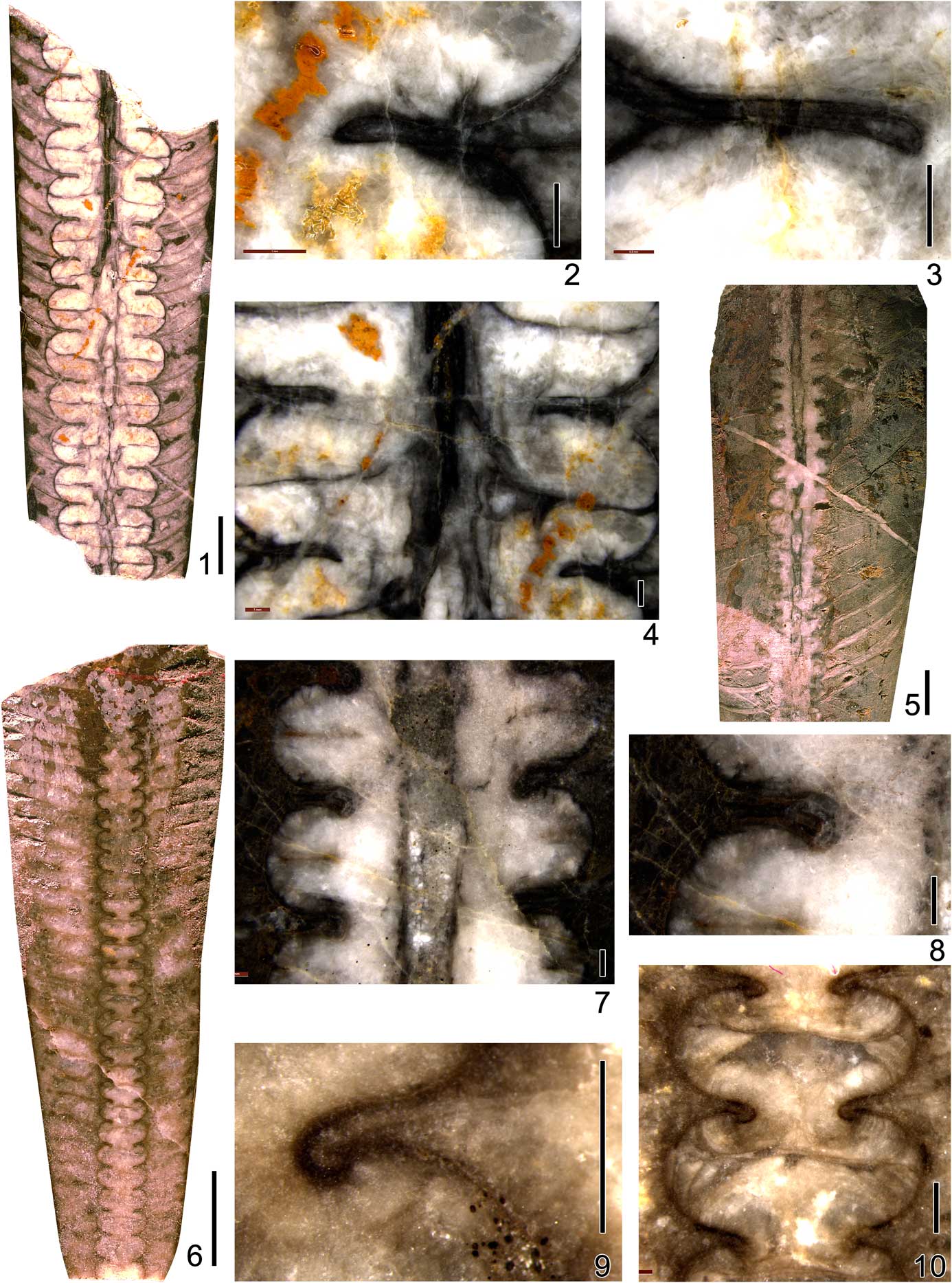 Middle Ordovician actinocerid nautiloids (Cephalopoda) from Xainza ...