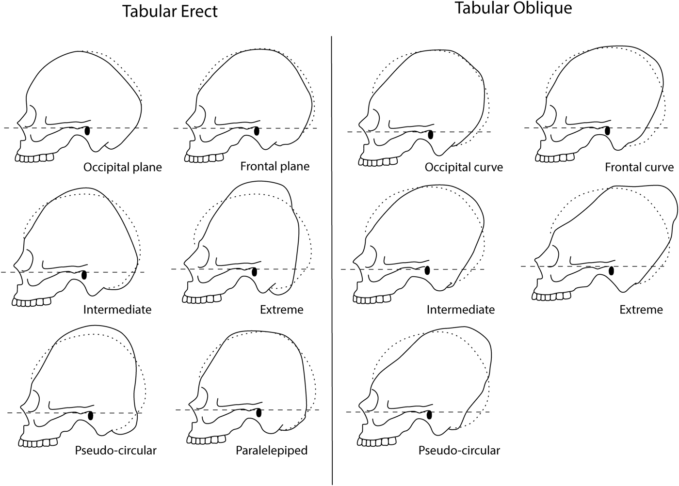 MORTUARY RITUALS AND CRANIAL MODIFICATIONS AT CEIBAL: FROM THE EARLY ...