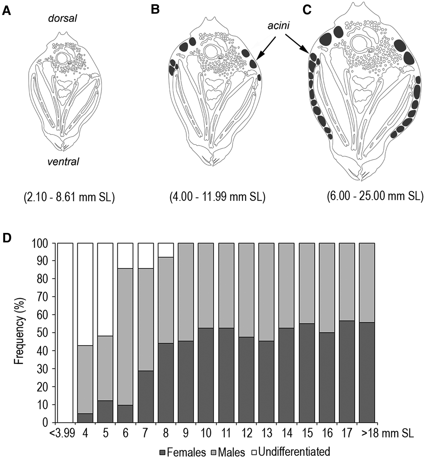 Size at first maturity of Brachidontes rodriguezii (d'Orbigny, 1846 ...