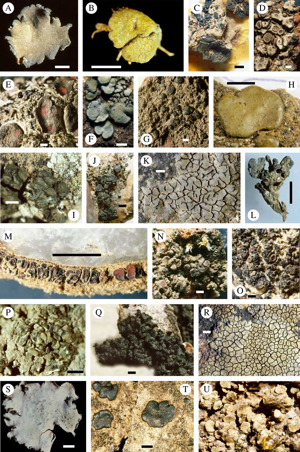 Molecular data favours a monogeneric Peltulaceae (Lichinomycetes) | The ...