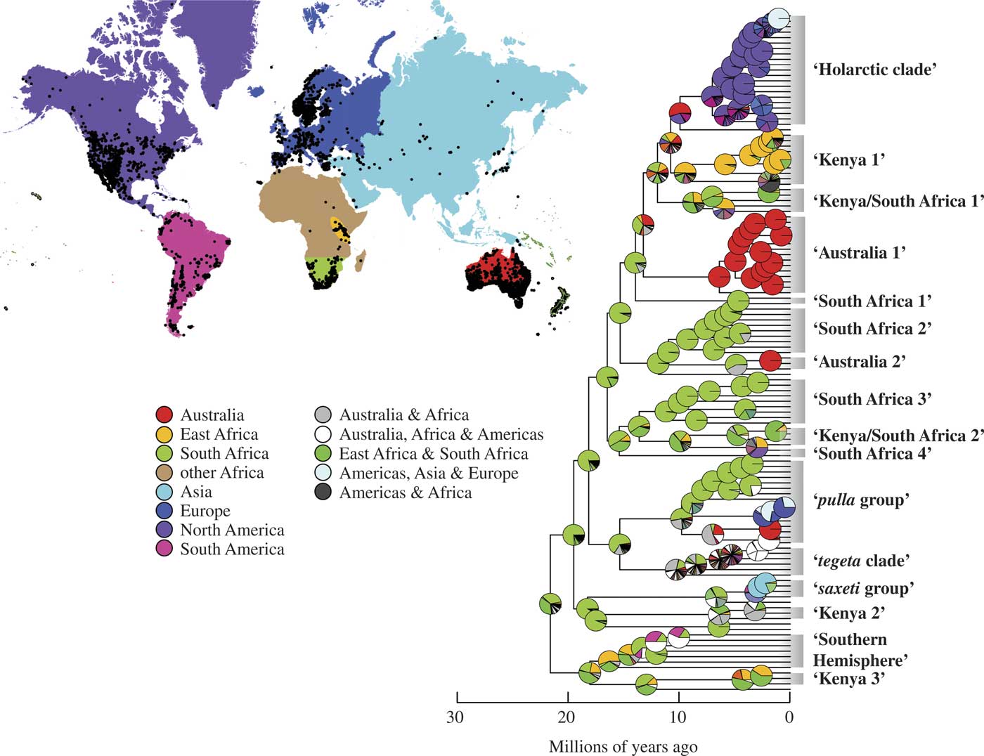 Assessing phylogeny and historical biogeography of the largest genus of ...