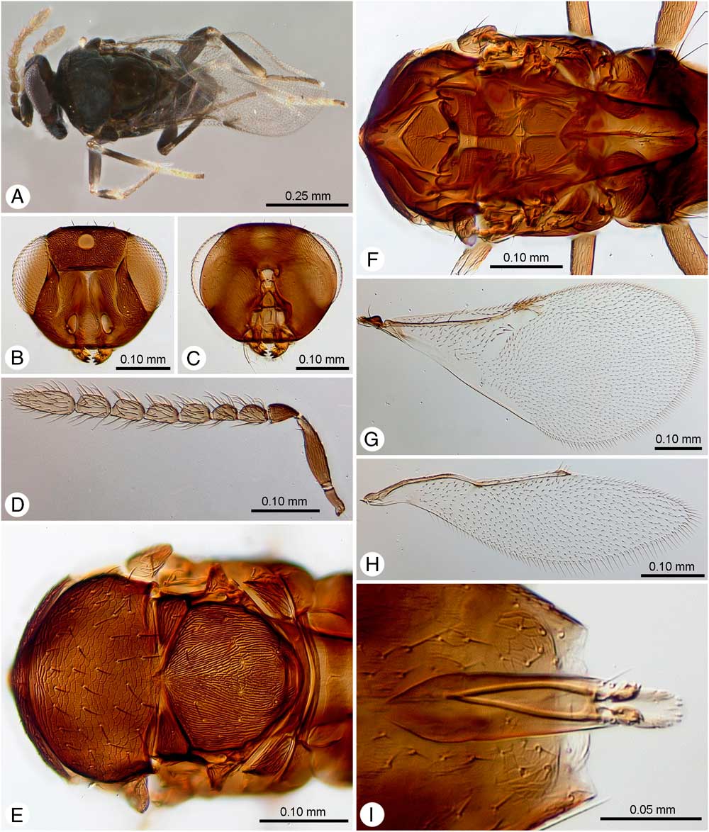 Two new species of Oobius (Hymenoptera: Encyrtidae) and their ...
