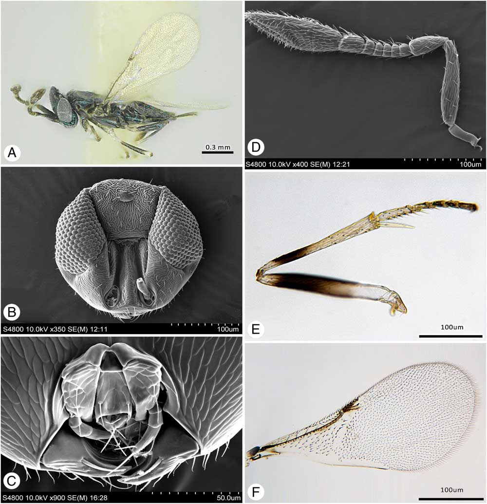 Two new species of Oobius (Hymenoptera: Encyrtidae) and their ...