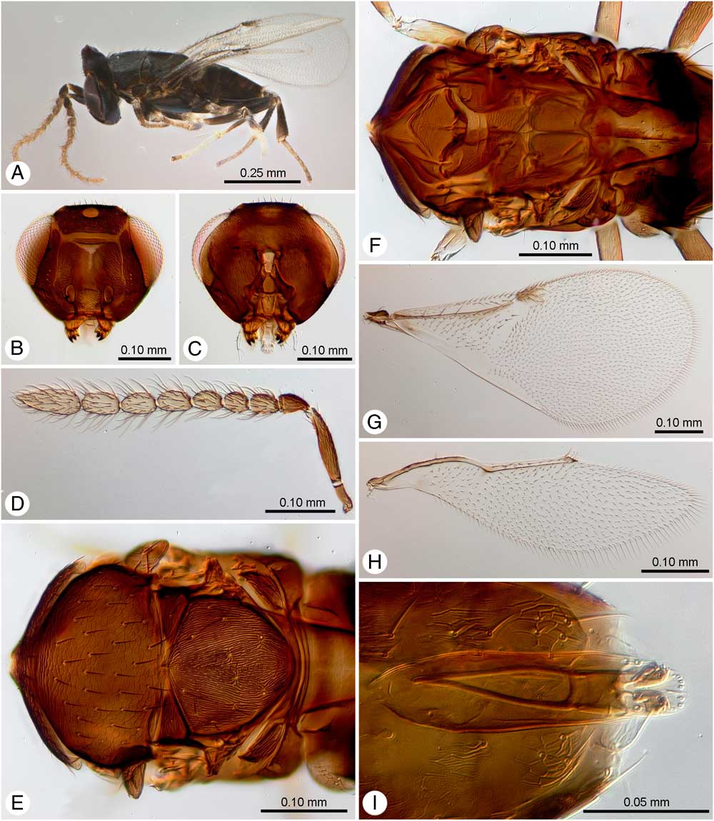 Two new species of Oobius (Hymenoptera: Encyrtidae) and their ...