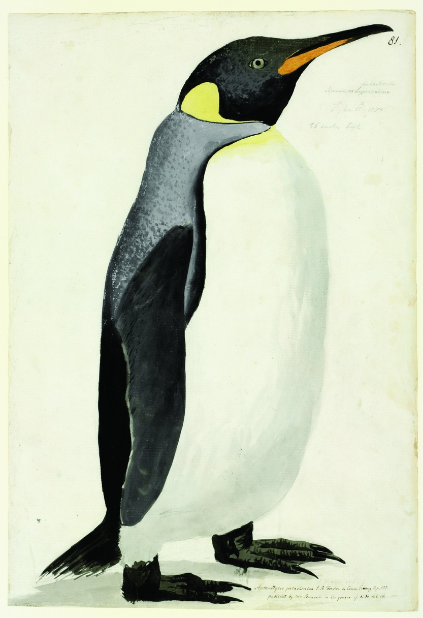 Who discovered the emperor penguin? A historical survey from James Cook ...