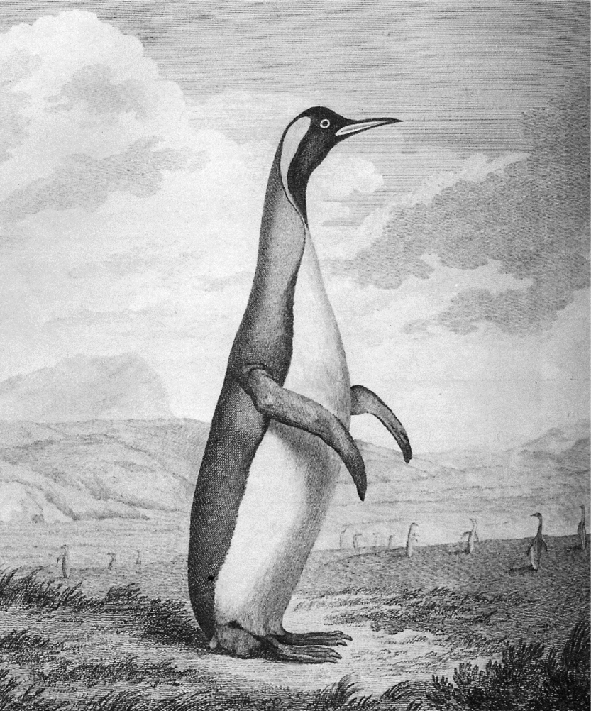 Who discovered the emperor penguin? A historical survey from James Cook ...