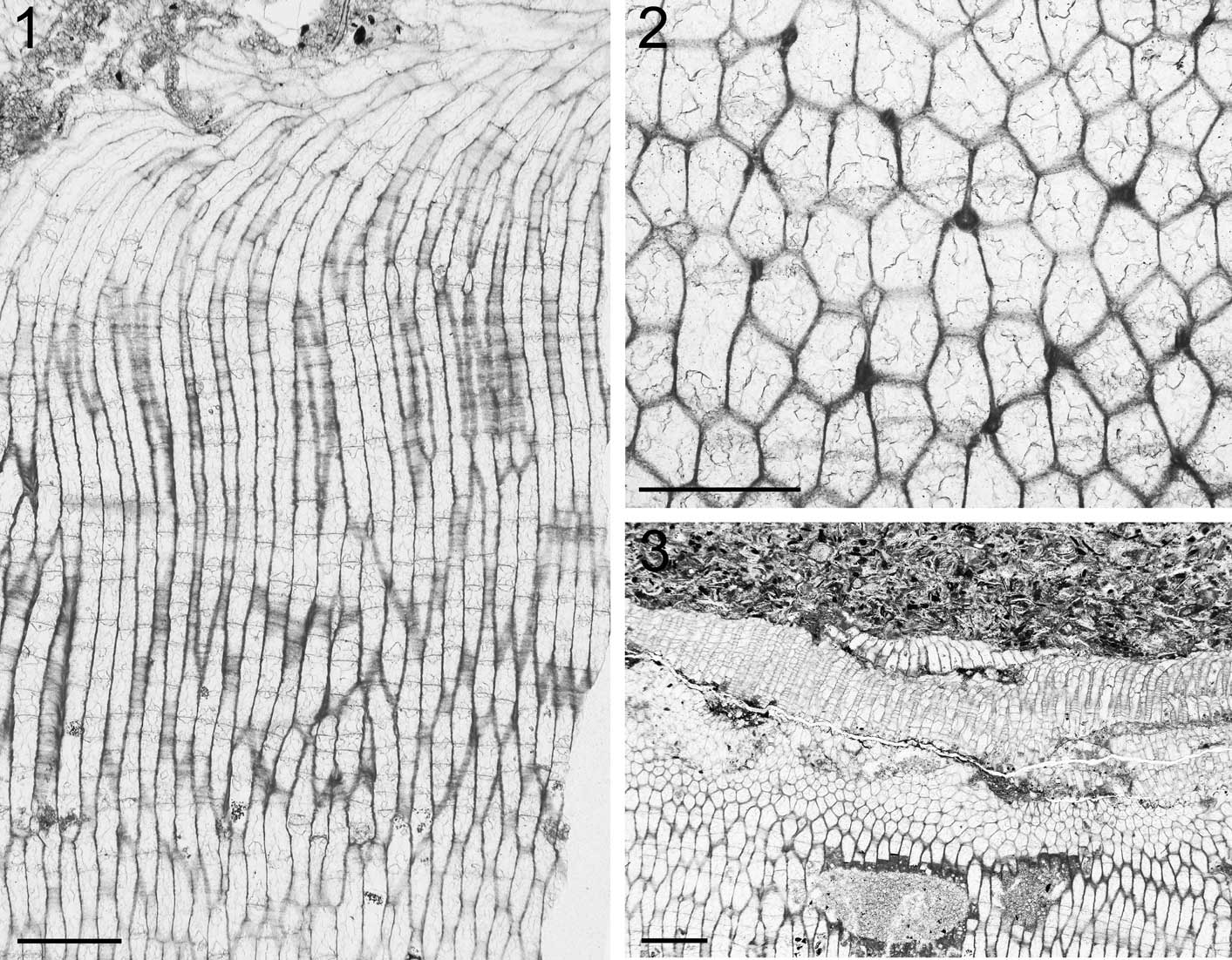 Paleoecology of an Upper Ordovician submarine cave-dwelling bryozoan ...
