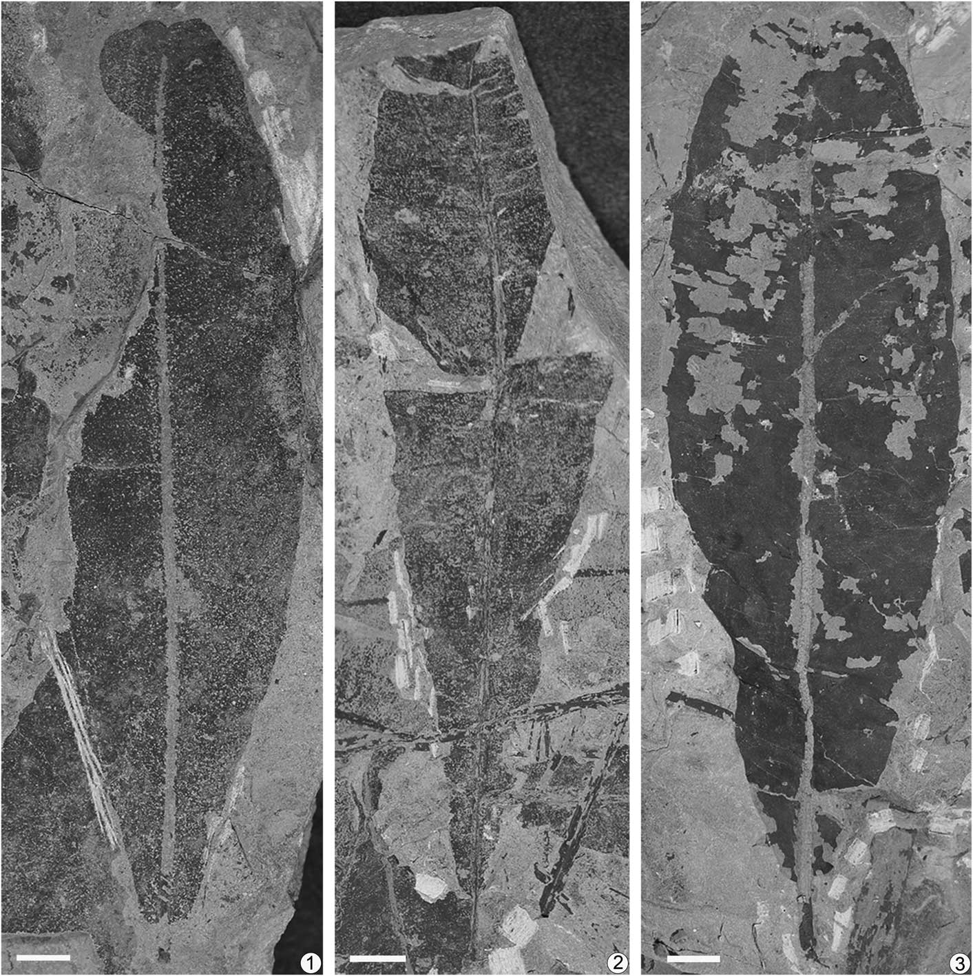 Two new species of Nilssoniopteris (Bennettitales) from the Middle ...