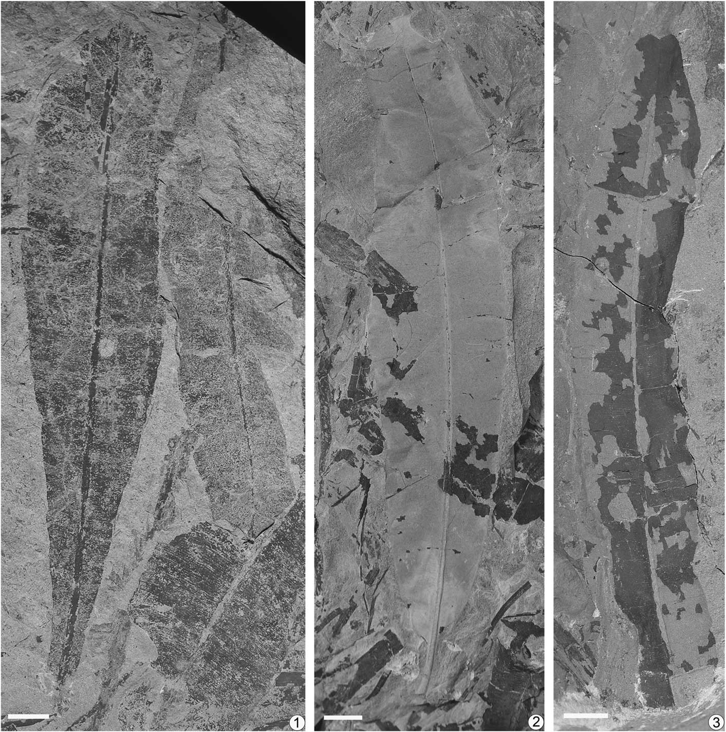 Two new species of Nilssoniopteris (Bennettitales) from the Middle ...