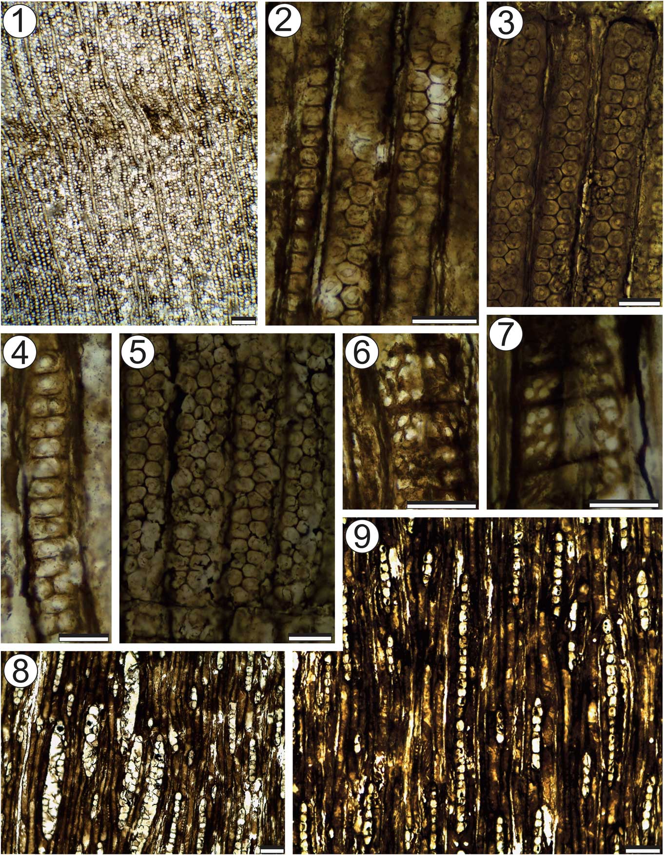 Coniferous wood of Agathoxylon from the La Matilde Formation, (Middle ...