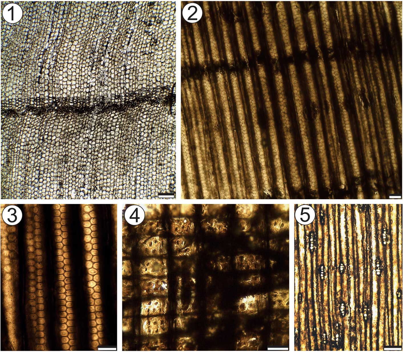 Coniferous wood of Agathoxylon from the La Matilde Formation, (Middle ...