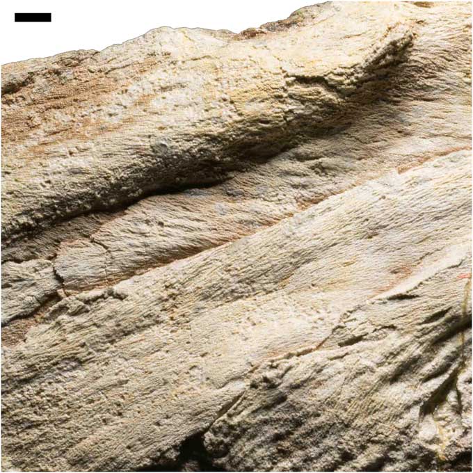Resolving the identity of Platylithophycus, an enigmatic fossil from ...
