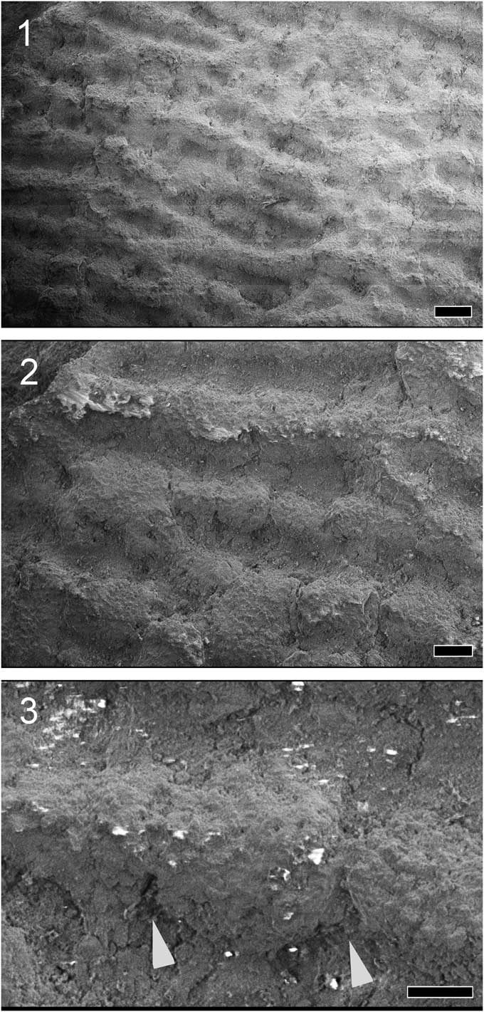 Resolving the identity of Platylithophycus, an enigmatic fossil from ...