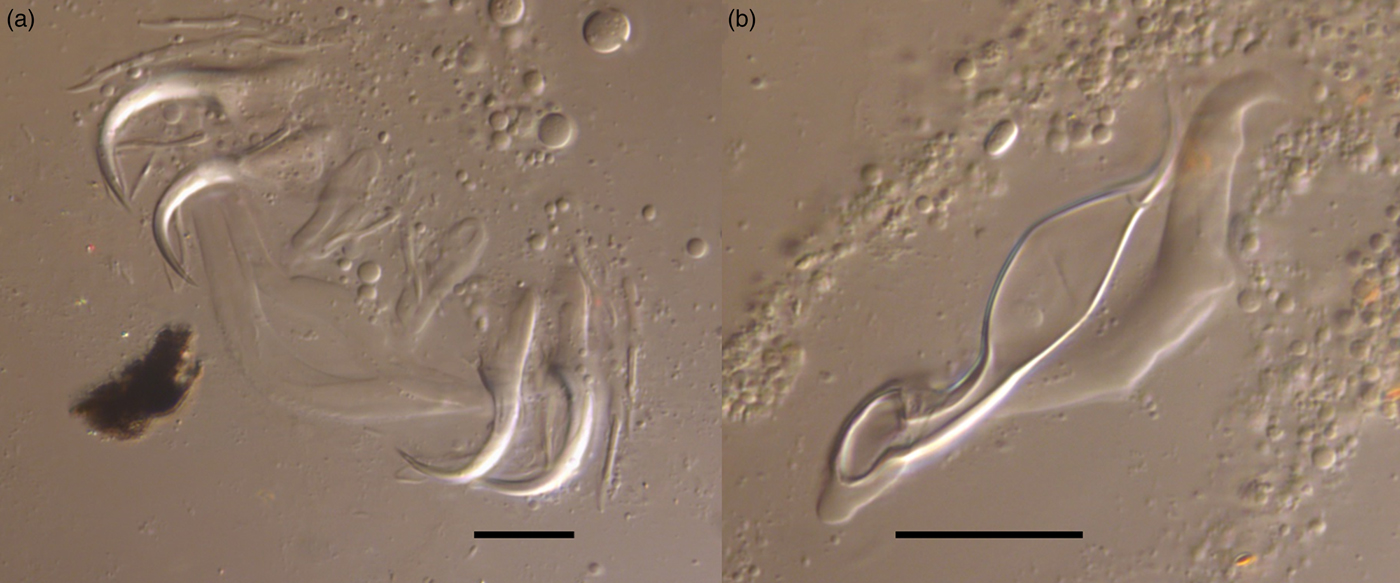 Diversity and host specificity of monogenean gill parasites ...