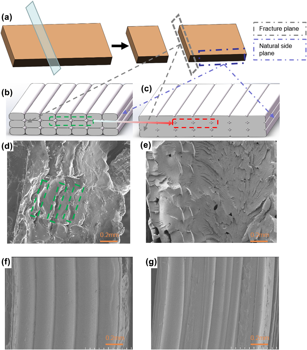 Controllable interlayer shear strength and crystallinity of PEEK ...