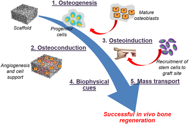 Regenerative medicine: Induced pluripotent stem cells and their ...