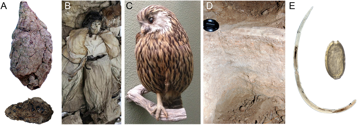 DNA barcoding of ancient parasites | Parasitology | Cambridge Core