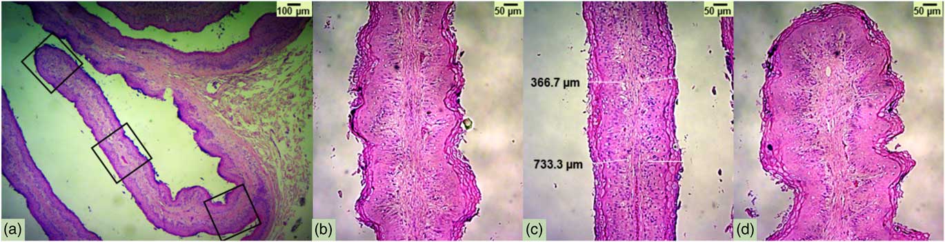 Associations of rumen parameters with feed efficiency and sampling ...