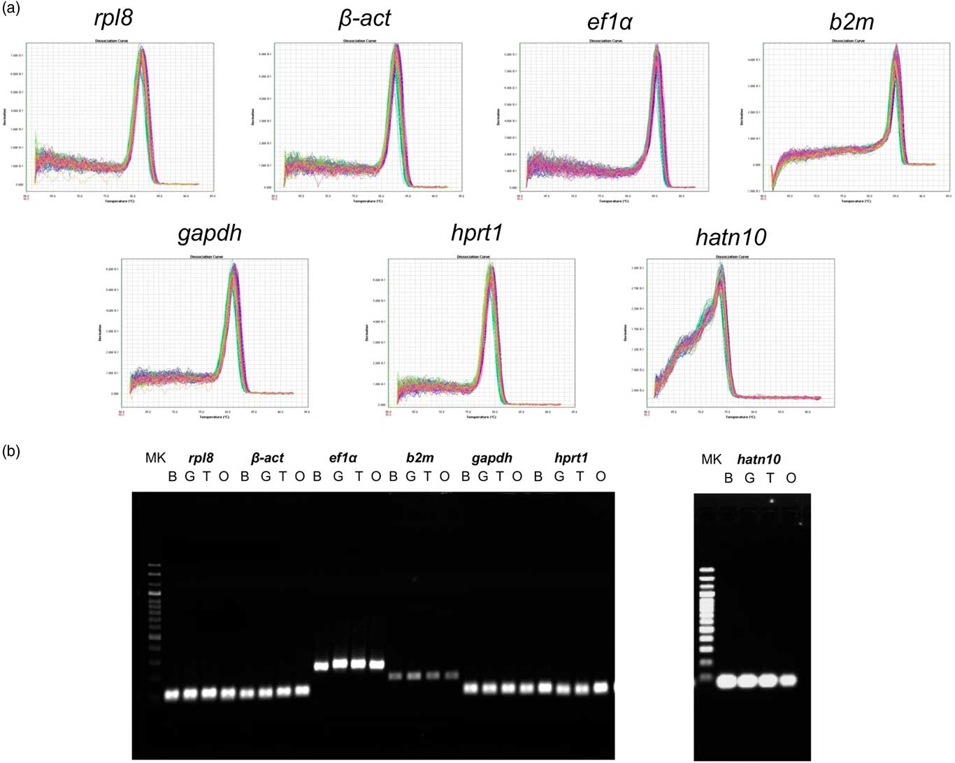 Evaluation Of Reference Genes For Reverse Transcription Quantitative