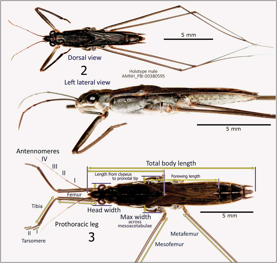 A unique new species of halophilous water strider of the genus Aquarius ...