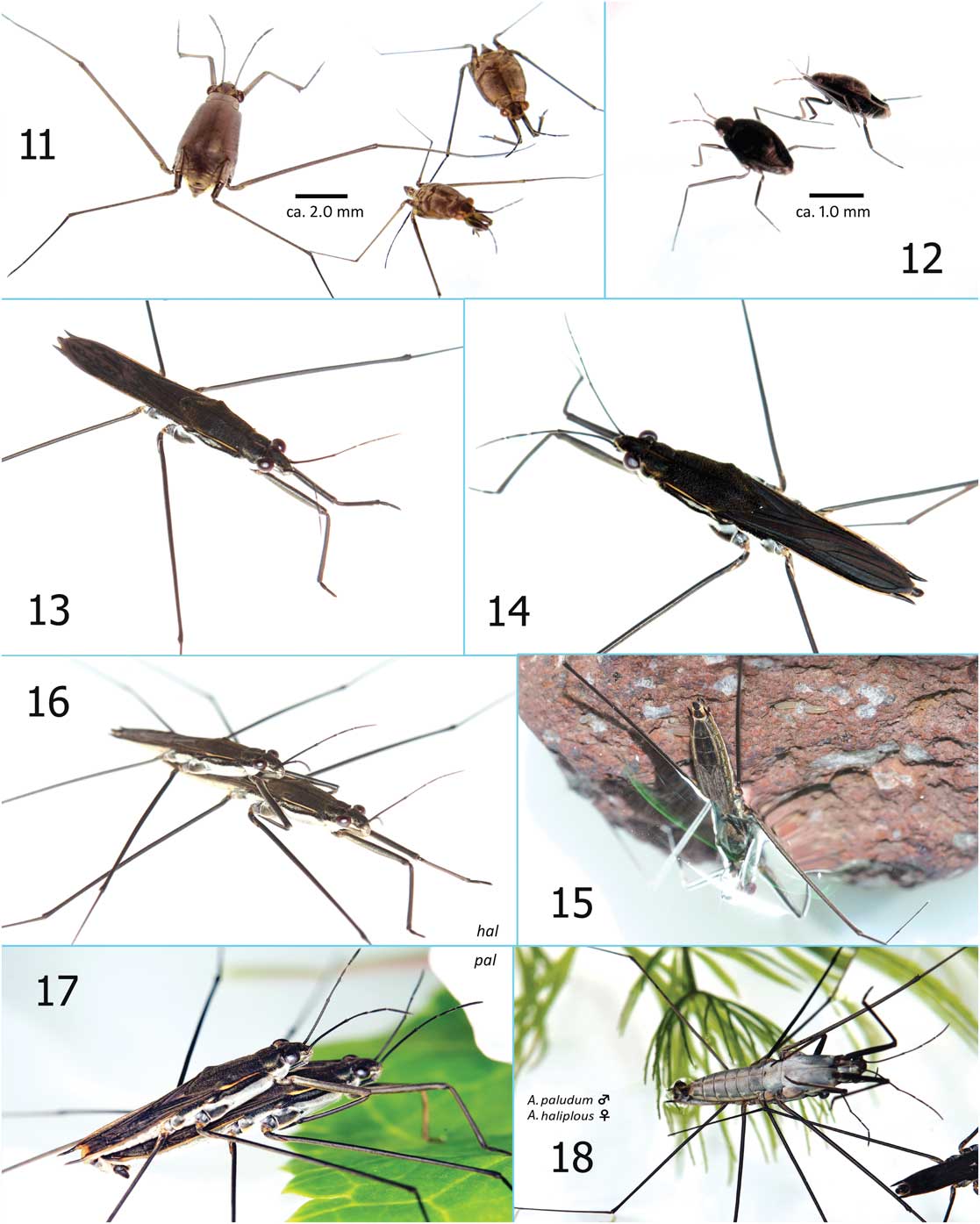 A unique new species of halophilous water strider of the genus Aquarius ...