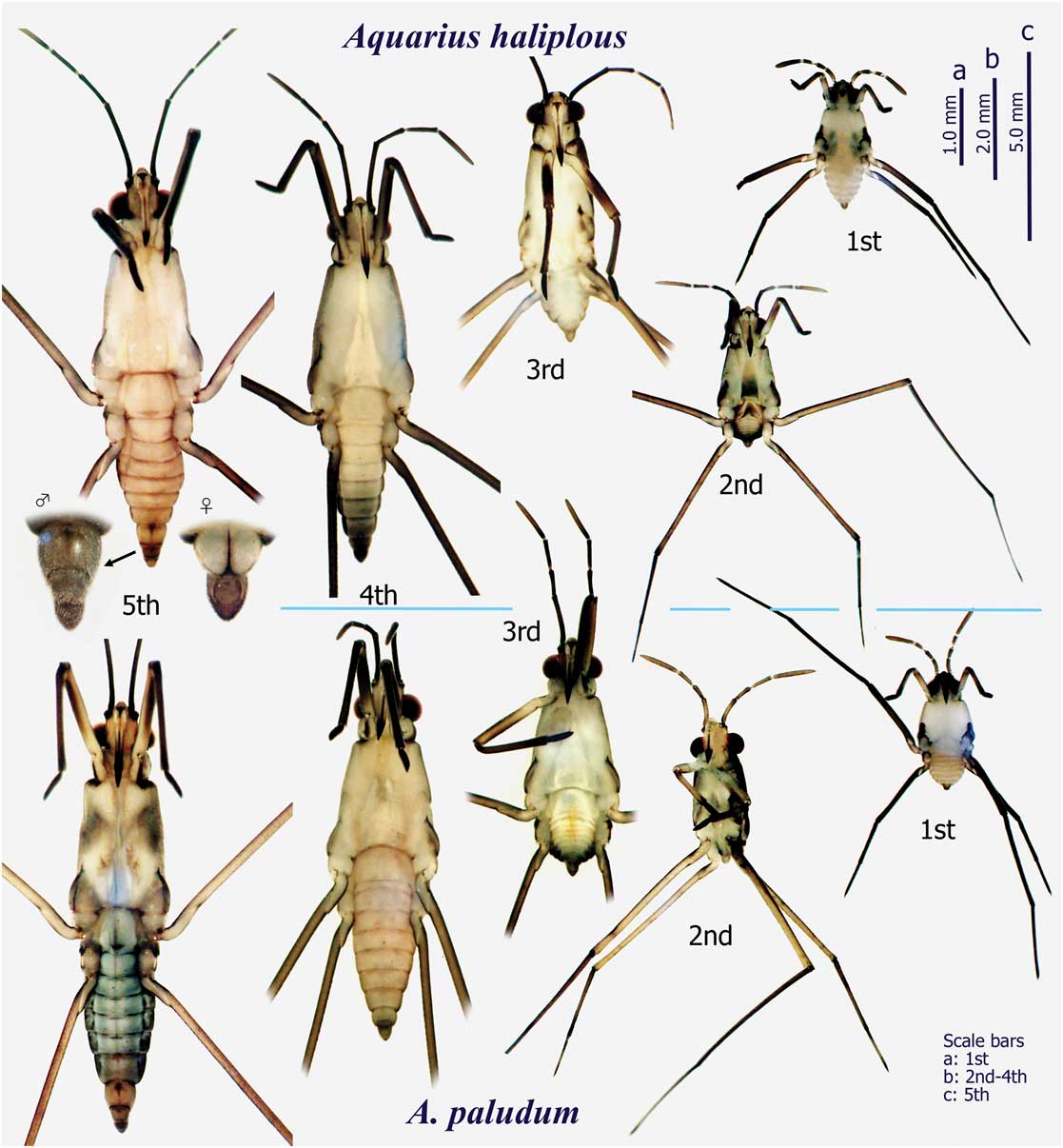 A unique new species of halophilous water strider of the genus Aquarius ...