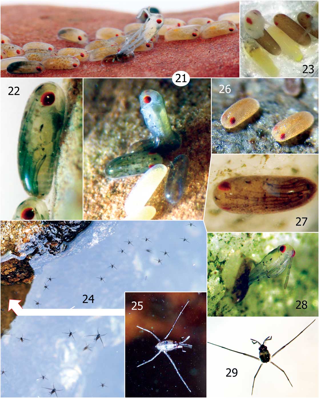 A unique new species of halophilous water strider of the genus Aquarius ...