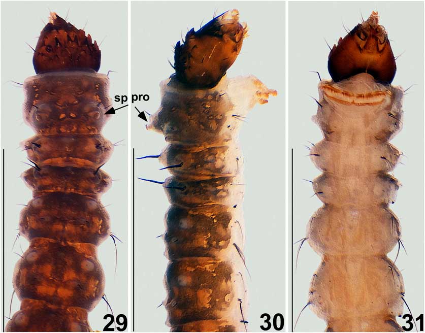 A new genus and species, and first record of the family Thaumaleidae ...