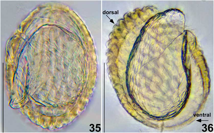 A new genus and species, and first record of the family Thaumaleidae ...