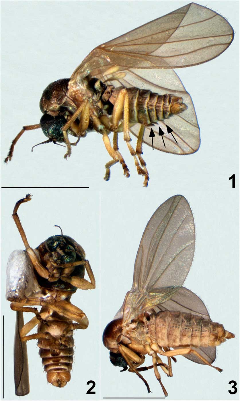 A new genus and species, and first record of the family Thaumaleidae ...