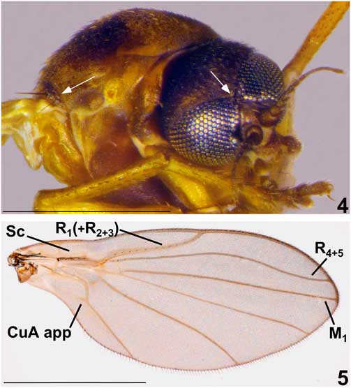A new genus and species, and first record of the family Thaumaleidae ...