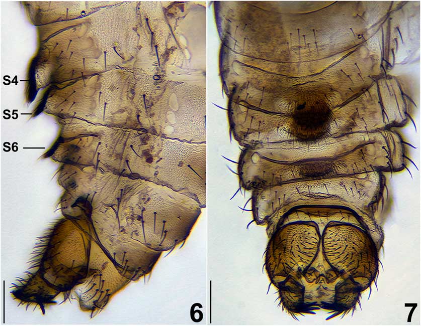 A new genus and species, and first record of the family Thaumaleidae ...