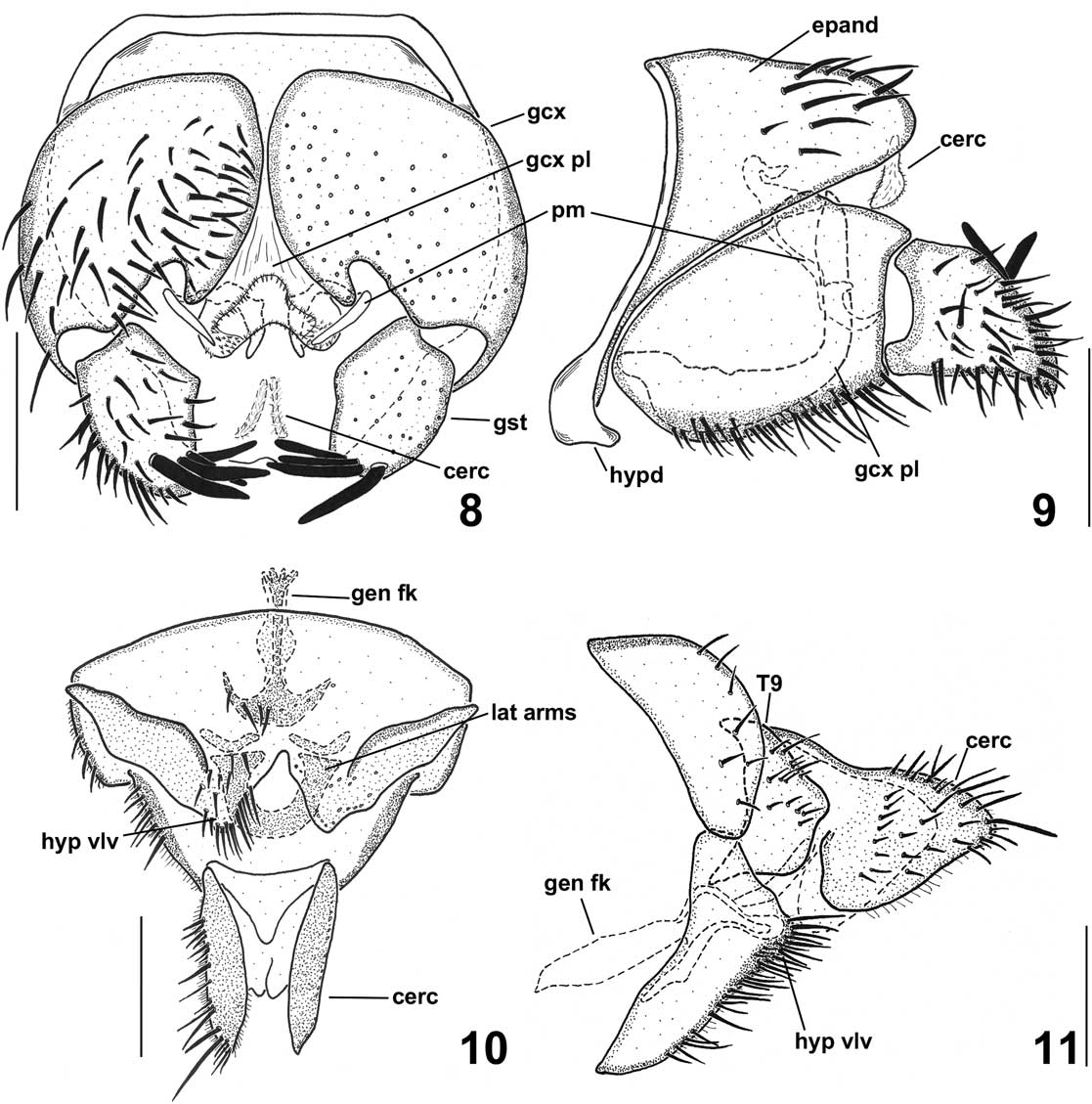 A new genus and species, and first record of the family Thaumaleidae ...