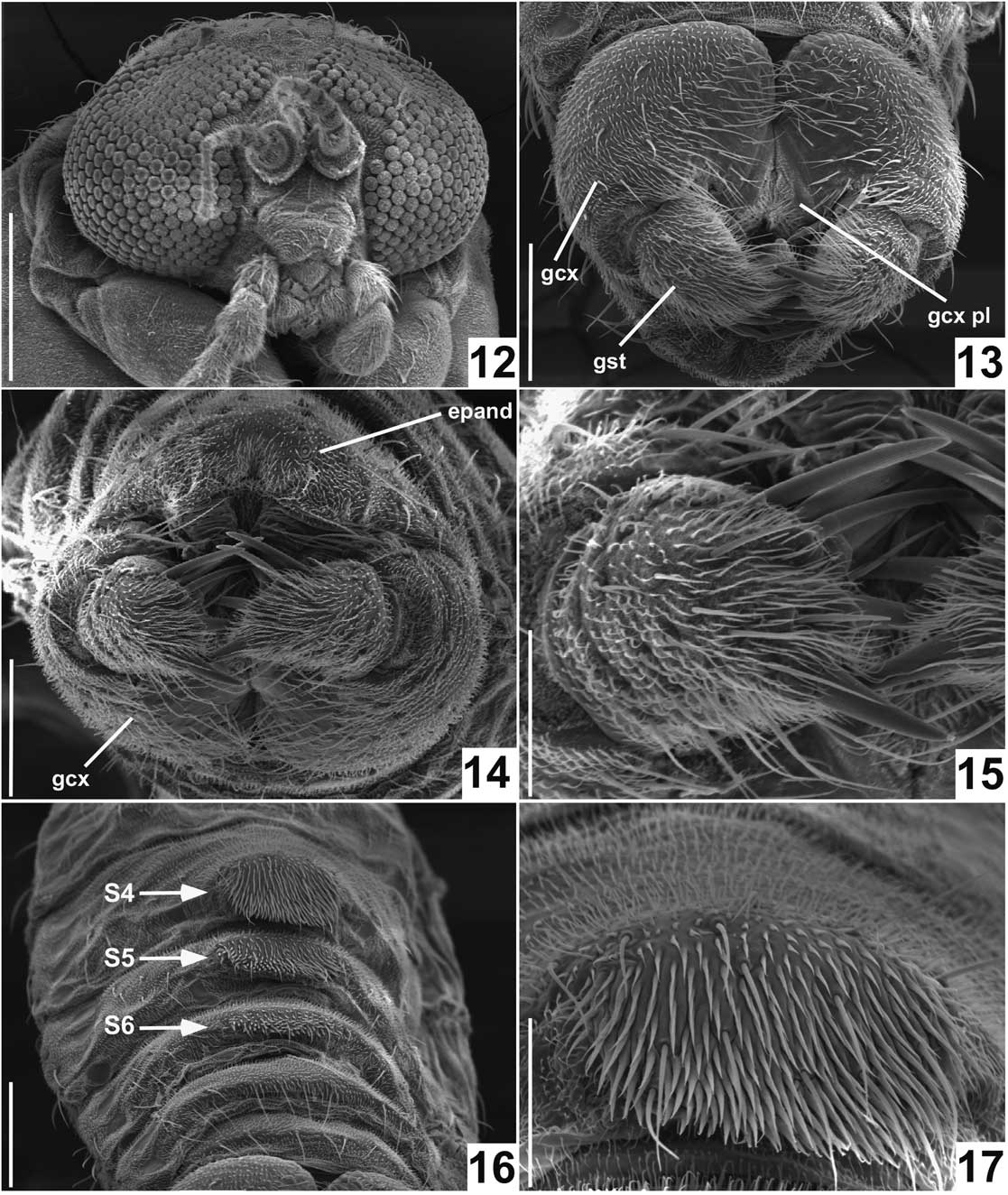 A new genus and species, and first record of the family Thaumaleidae ...