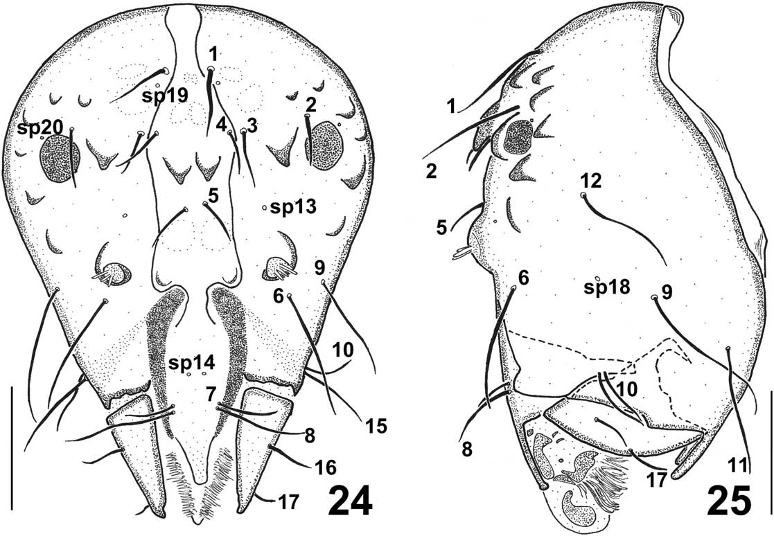 A new genus and species, and first record of the family Thaumaleidae ...