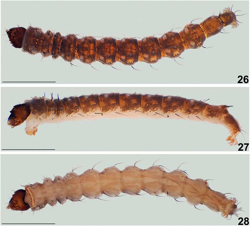 A new genus and species, and first record of the family Thaumaleidae ...