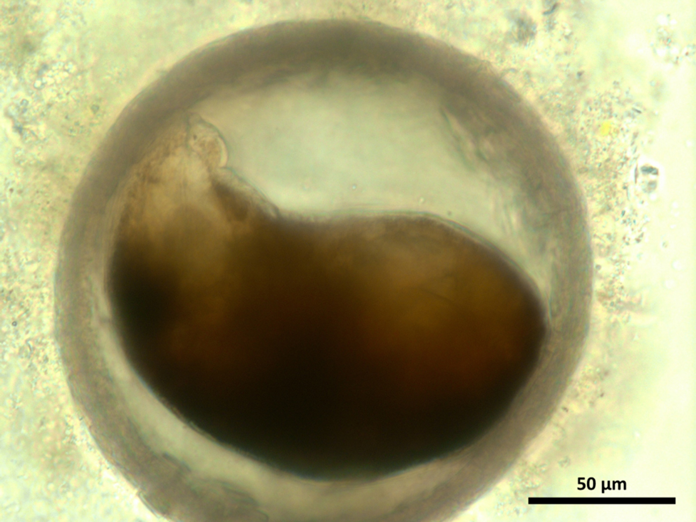 Optimized conditions for the in vitro excystment of Calicophoron ...