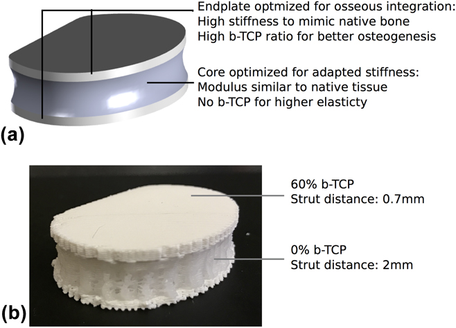 Systematic characterization of 3D-printed PCL/β-TCP scaffolds for biomedical devices and bone ...