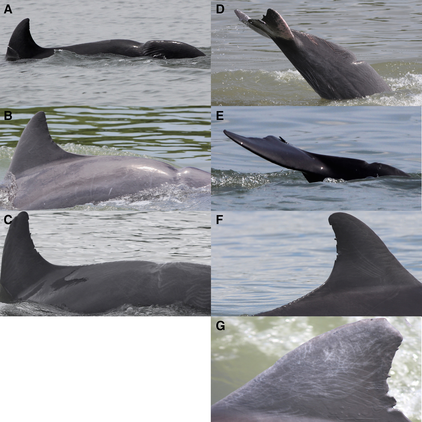 Prevalence of scars of anthropogenic origin in coastal bottlenose ...