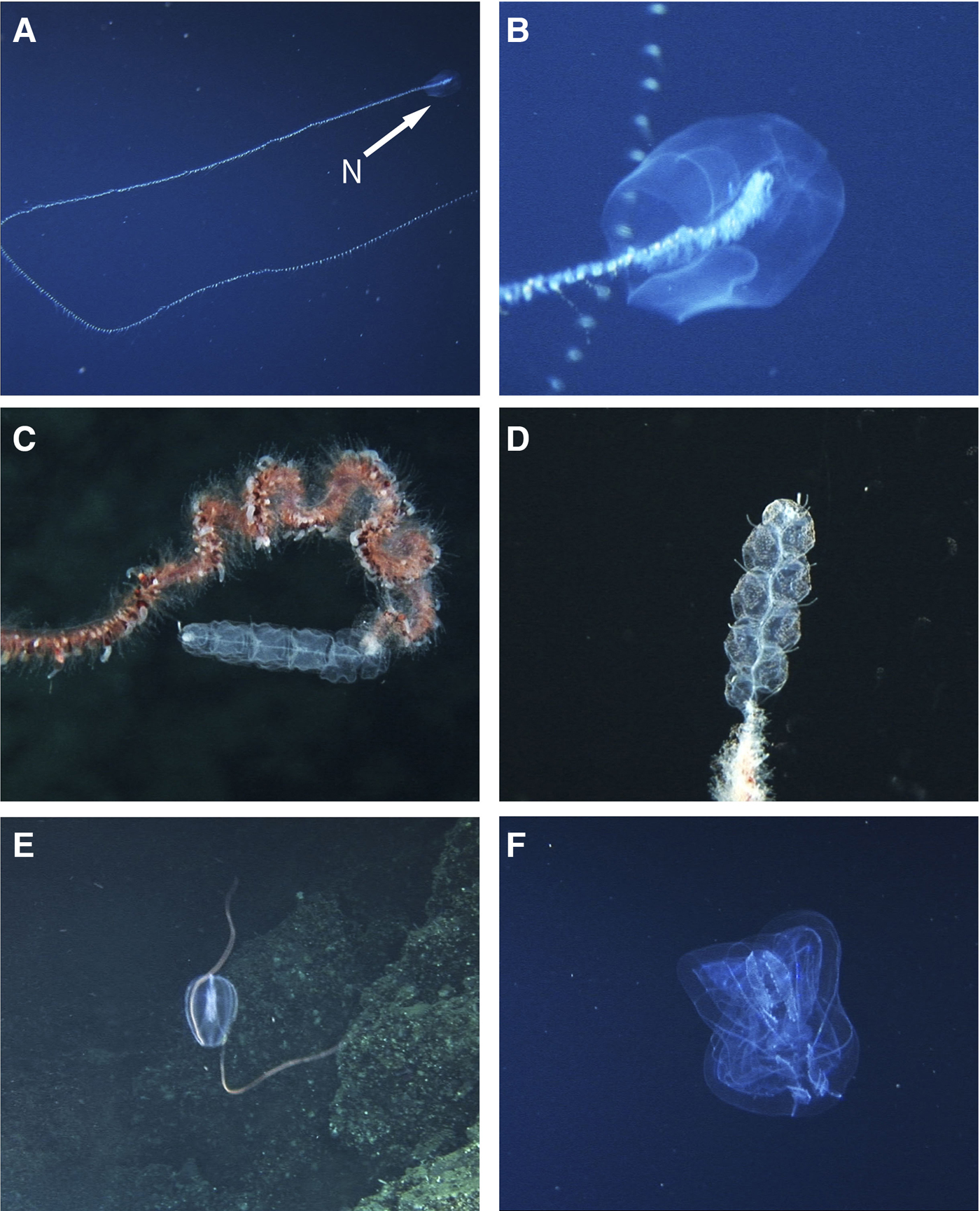New records of gelatinous zooplankton from an oceanic island in the ...