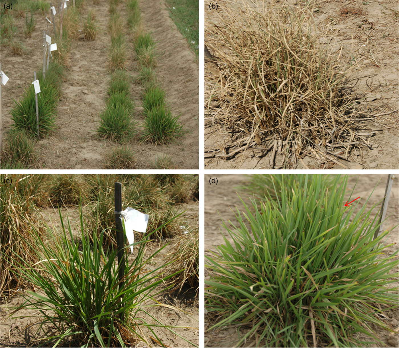 Identification of drought stress tolerance in wild species germplasm of ...