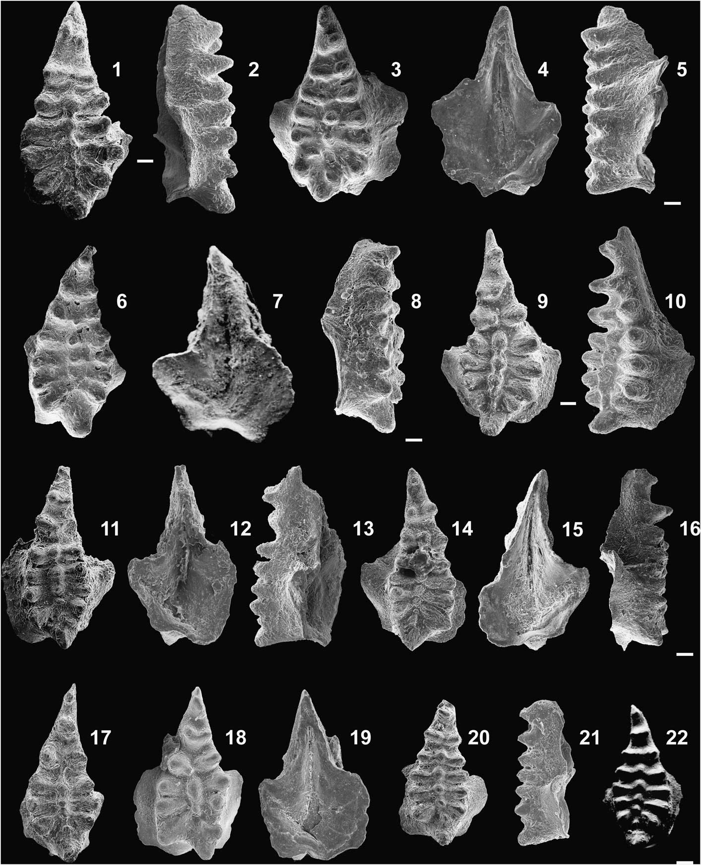 Taxonomy and biostratigraphic significance of Icriodus orri Klapper and ...