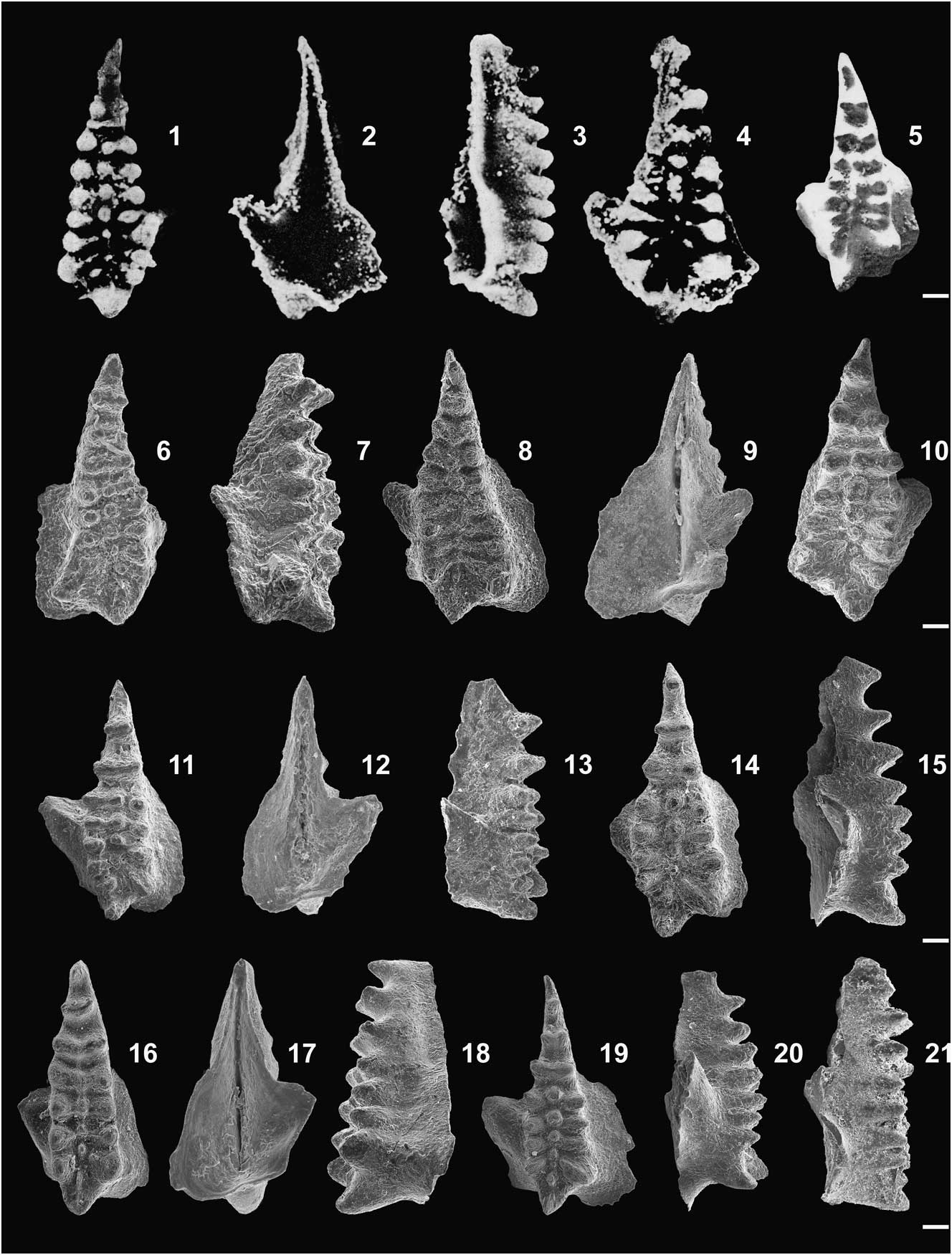 Taxonomy and biostratigraphic significance of Icriodus orri Klapper and ...
