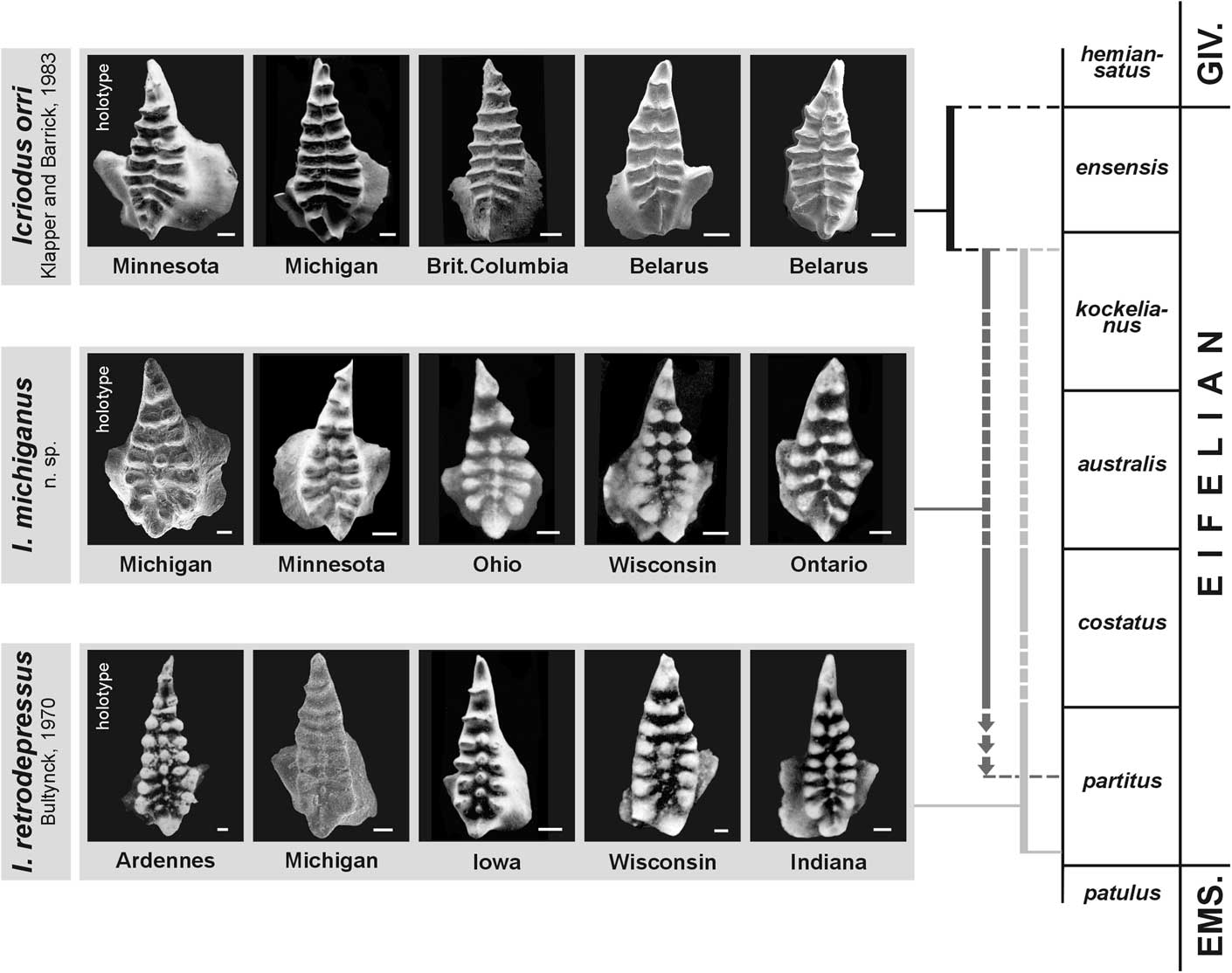 Taxonomy and biostratigraphic significance of Icriodus orri Klapper and ...