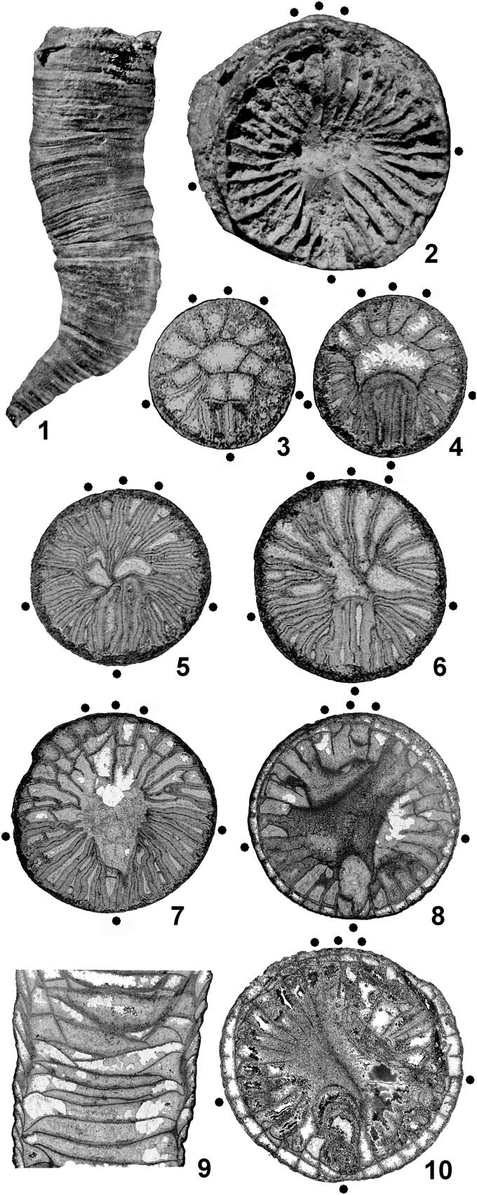 Large-sized Early Permian “caninioid” corals from the Karavanke ...