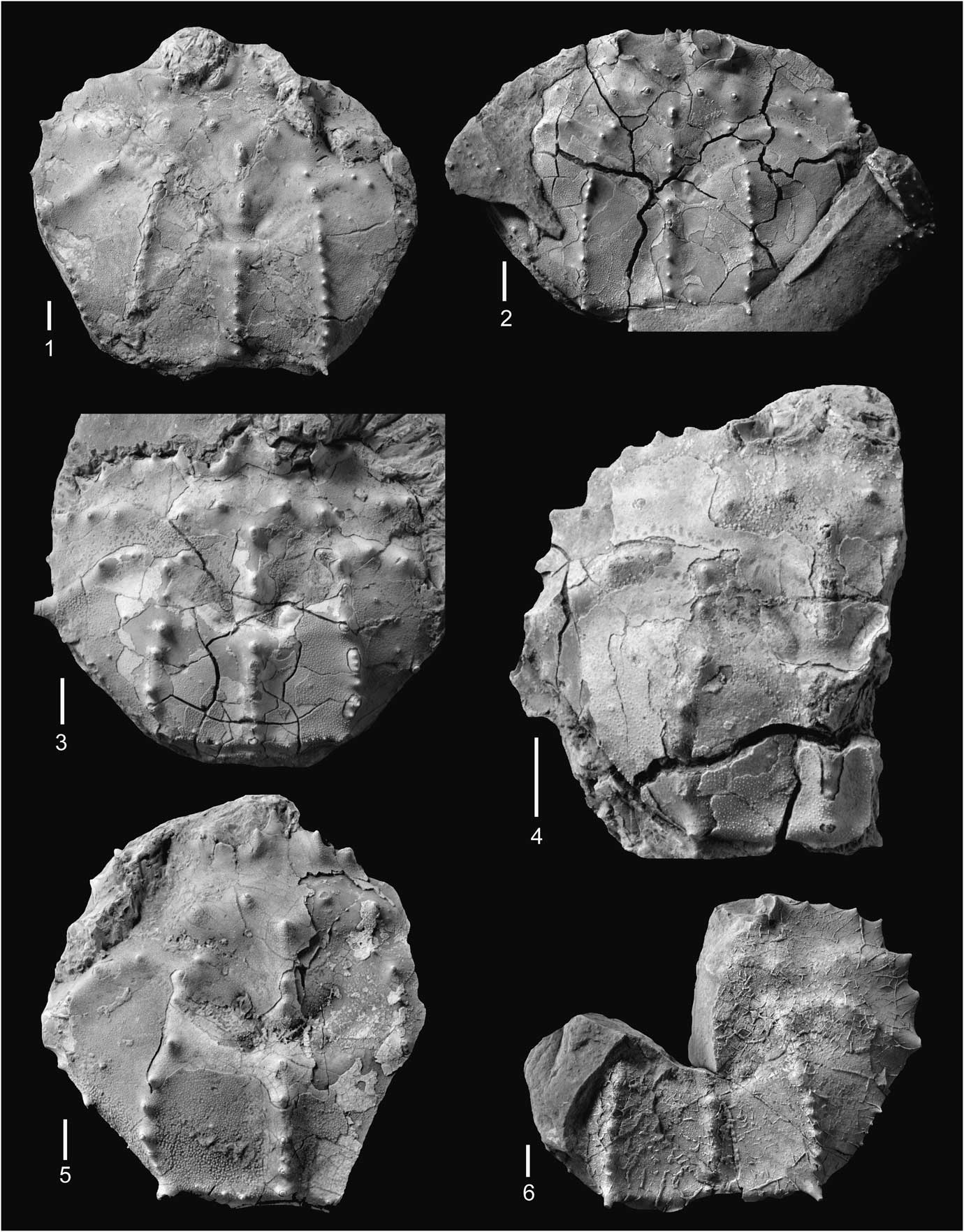 Cretaceous fossil Raninoida De Haan, 1839 (Crustacea, Decapoda ...
