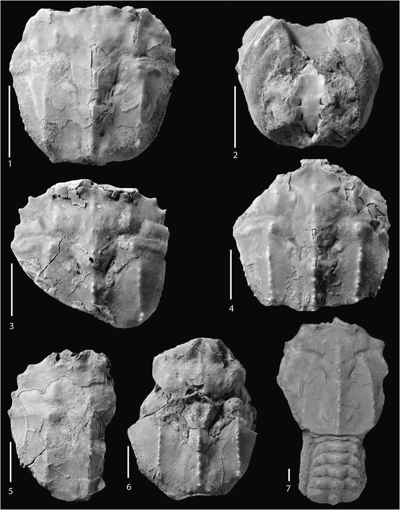 Cretaceous fossil Raninoida De Haan, 1839 (Crustacea, Decapoda ...