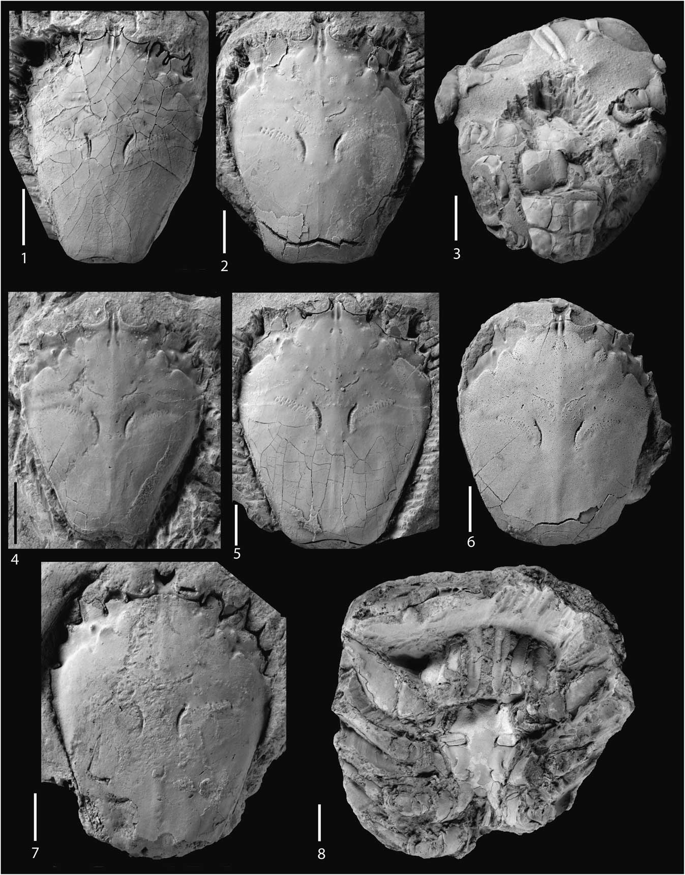 Cretaceous fossil Raninoida De Haan, 1839 (Crustacea, Decapoda ...