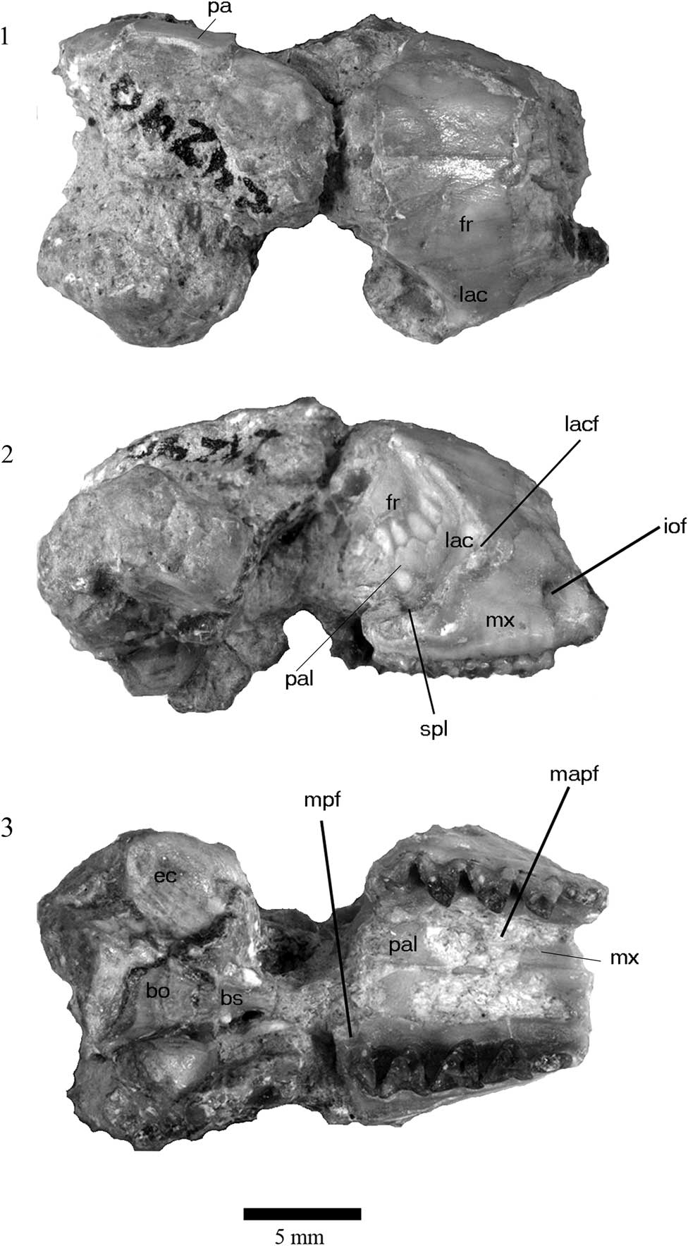 New material of the marsupial (Mammalia, Metatheria) Herpetotherium ...